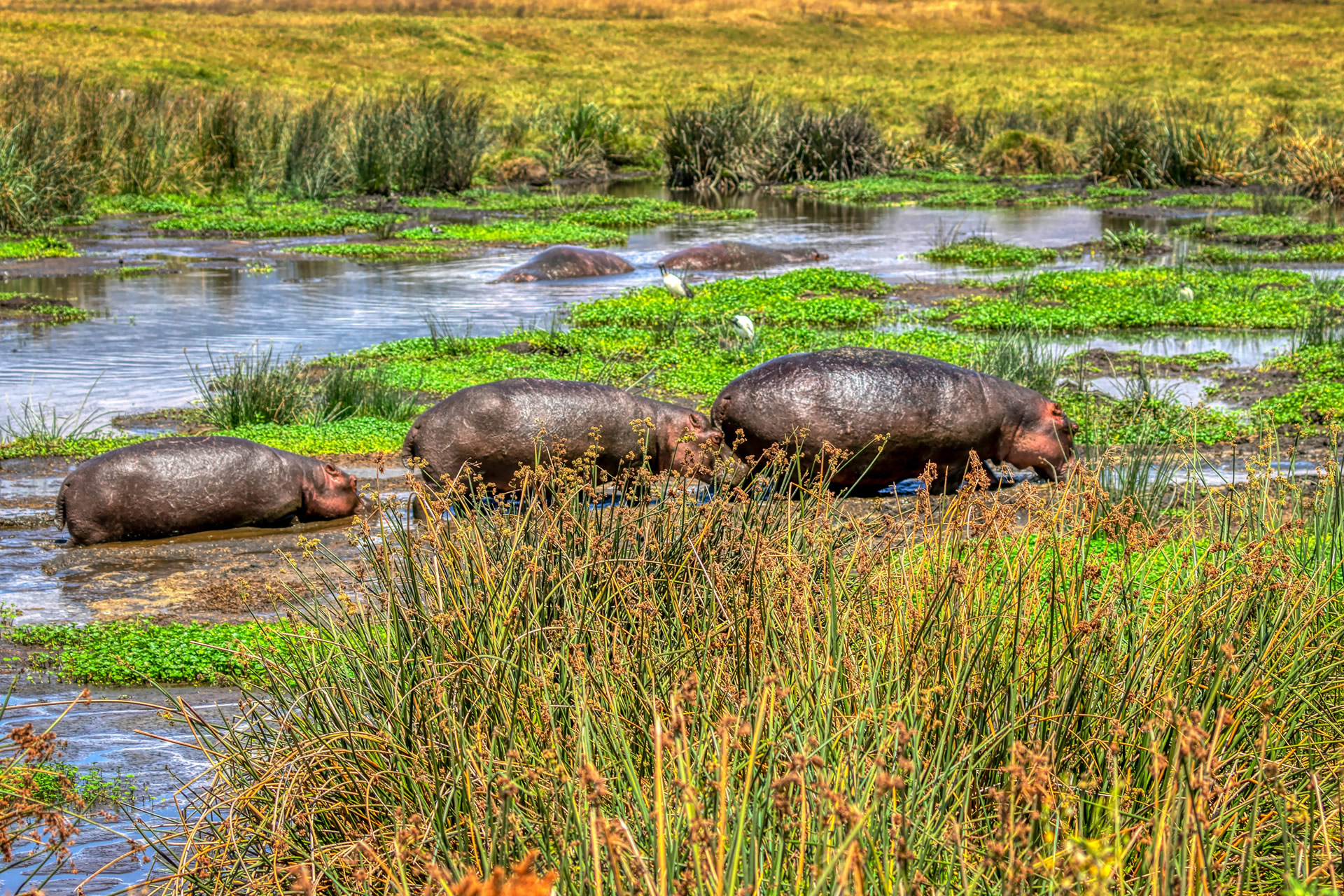 Day Trip Tour to Lake Manyara National Park - Nyamera Treks & Safaris